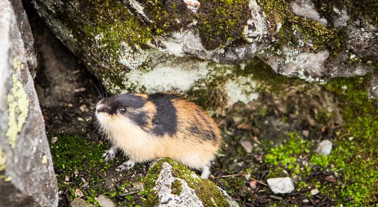 Lemming commun : description du rongeur + photos - Instinct Animal
