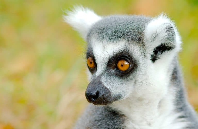 Maki catta : description du lémirien + photos - Instinct Animal