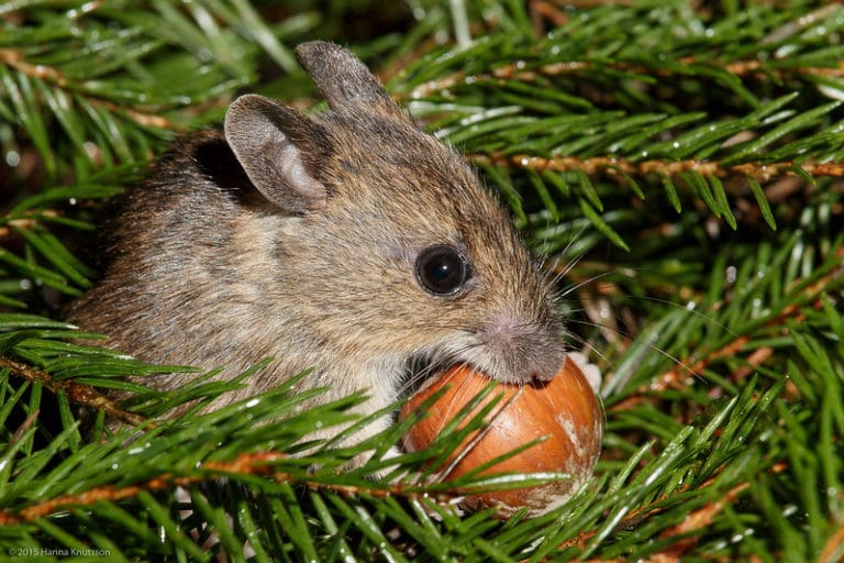 Mulot sylvestre : description du rongeur + photos - Instinct Animal