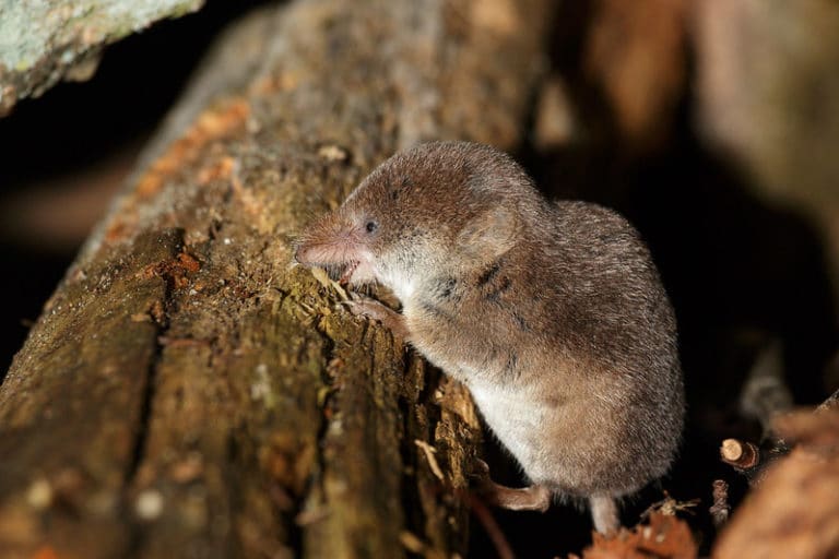 Musaraigne carrelet : description + photos - Instinct Animal