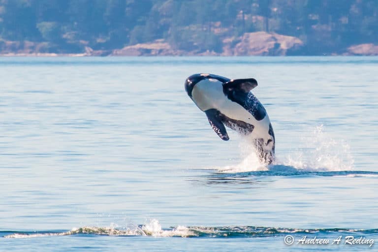 Orque (épaulard) : description + photos - Instinct Animal