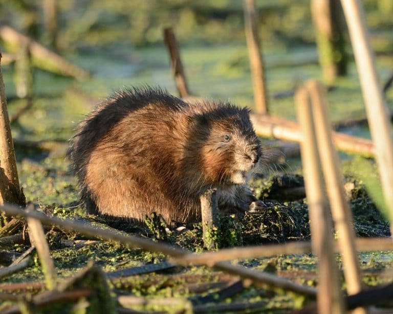 Rat musqué : description du rongeur + photos - Instinct Animal