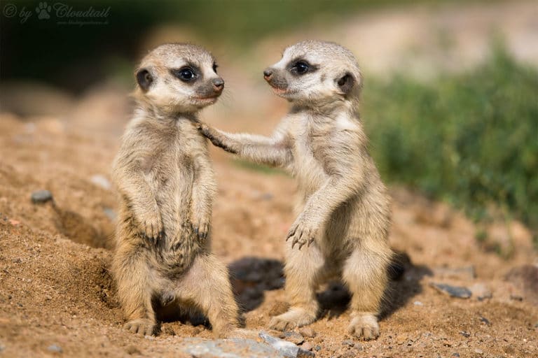 Suricates : comment la hiérarchie structure le clan ? - Instinct Animal