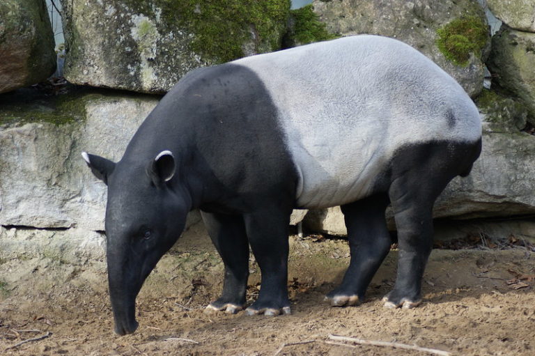 Tapir malais : description du mammifère + photos - Instinct Animal