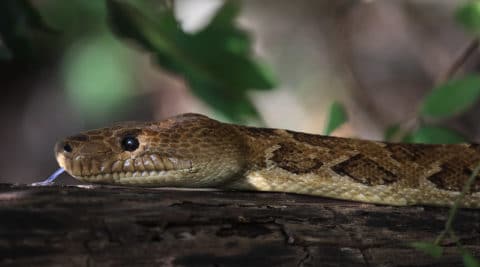 Boa constricteur : description du serpent + photos - Instinct Animal