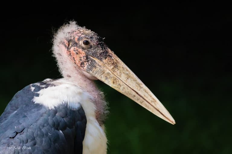 Marabout d'Afrique : description de l'oiseau + photos - Instinct Animal