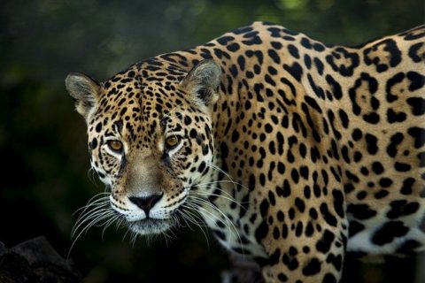 5 animaux emblématiques de la forêt Amazonienne - Instinct Animal