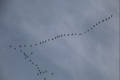 Comprendre la migration chez les oiseaux - Instinct Animal