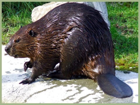 4 choses à connaitre sur le castor d'Europe - Instinct Animal