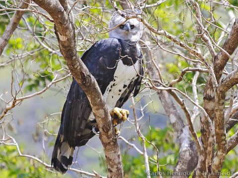 Harpie féroce : 5 choses à savoir sur ce rapace - Instinct Animal