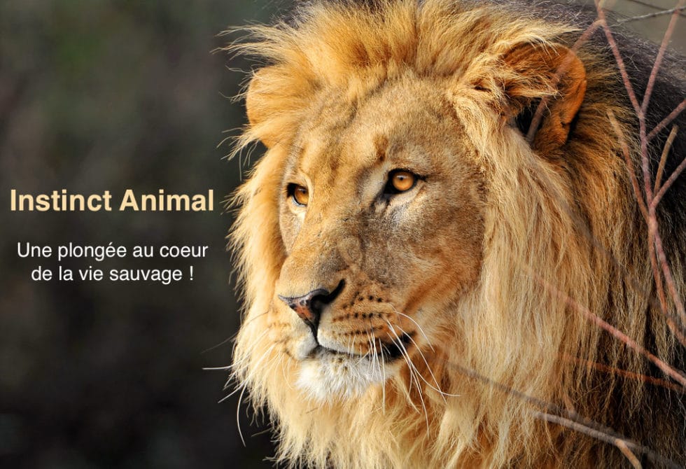 Instinct Animal - Plongée au coeur de la faune sauvage