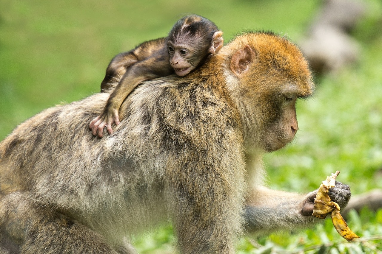 L'apprentissage des jeunes dans le règne animal - Instinct Animal
