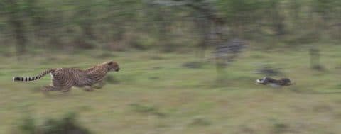 Top 5 des animaux les plus rapides de la planète - Instinct Animal