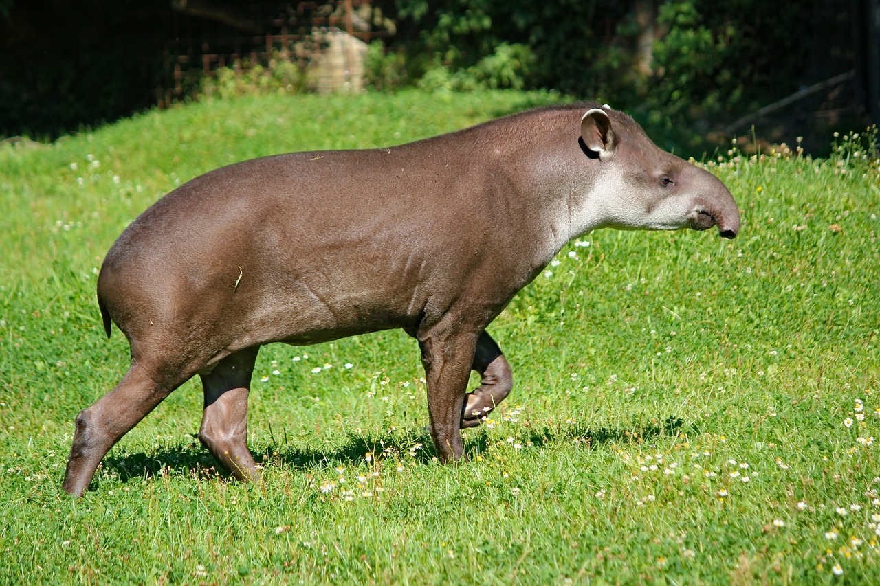 Le tapir, ce mammifère qui étonne les scientifiques - Instinct Animal