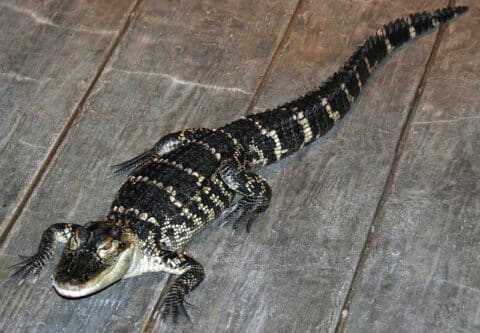 Tout savoir sur la croissance de l'alligator américain juvénile ...