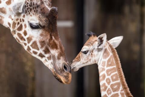 Tout savoir sur la reproduction des girafes - Instinct Animal