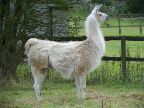 Quelles sont les différences entre l'alpaga et le lama ? - Instinct Animal
