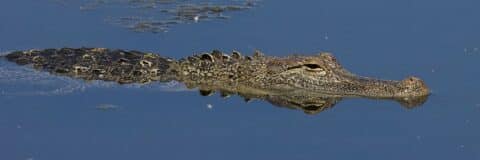 L'évolution de l'alligator américain à travers les âges - Instinct Animal