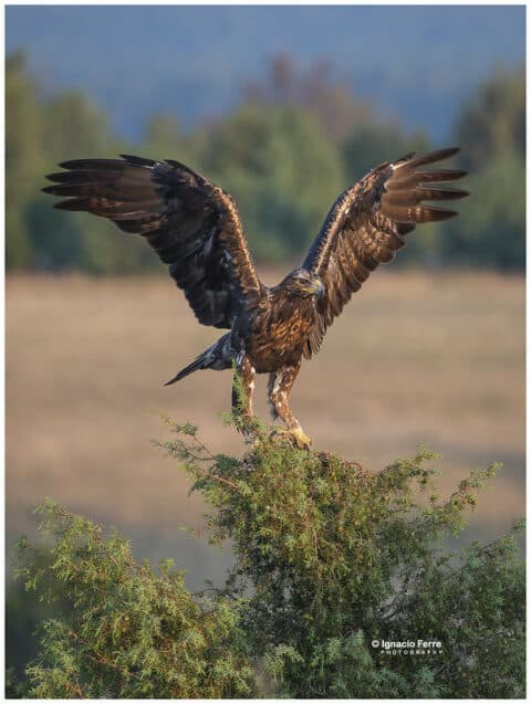 Les secrets de la longévité de l'aigle royal - Instinct Animal