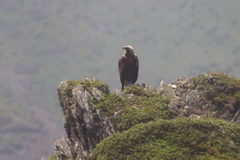 La reproduction de l'aigle royal dans la nature - Instinct Animal