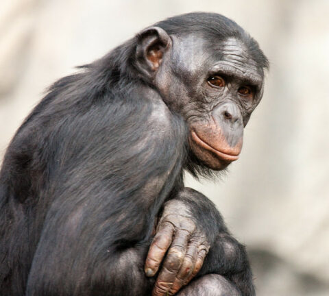 Quelles sont les différences entre le bonobo et le chimpanzé ...
