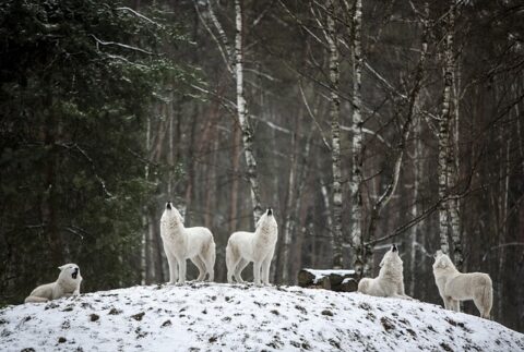 Portrait d'une meute de loups : hiérarchies et dynamiques sociales ...